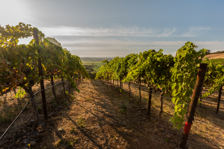 The Most Spectacular California Vineyards I've Visited