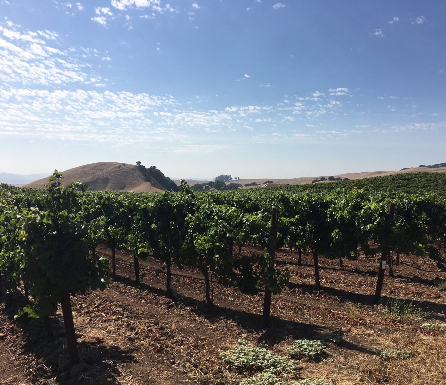 Best Wineries in Glen Ellen, California | The JetSetting Fashionista