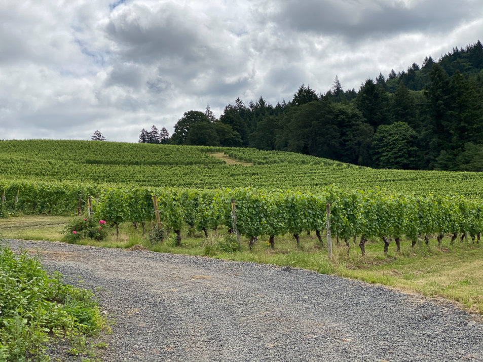 Chehalem Wines Vineyards Tour