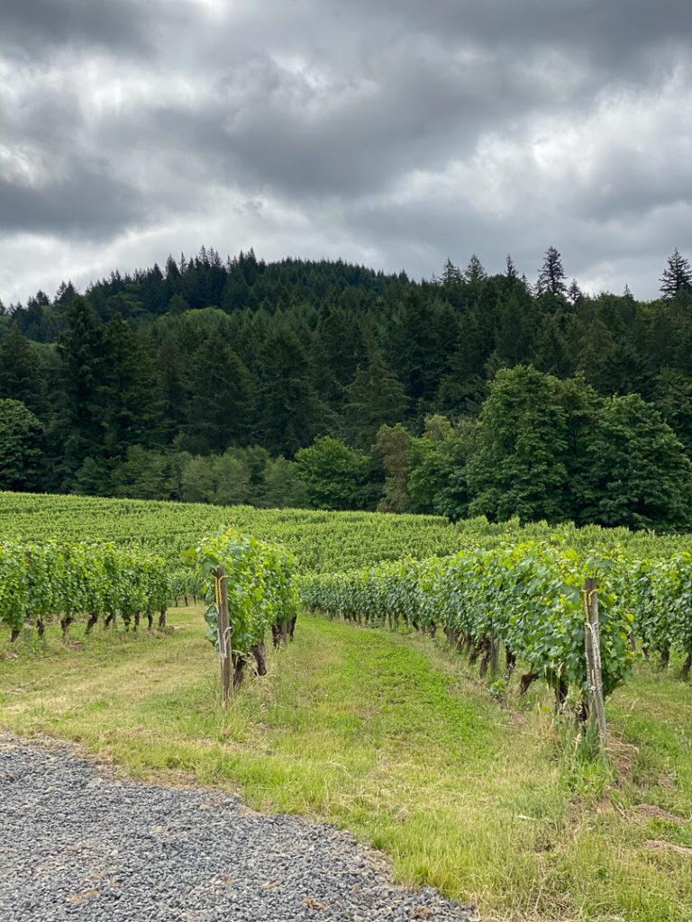 Chehalem Wines Vineyards Tour