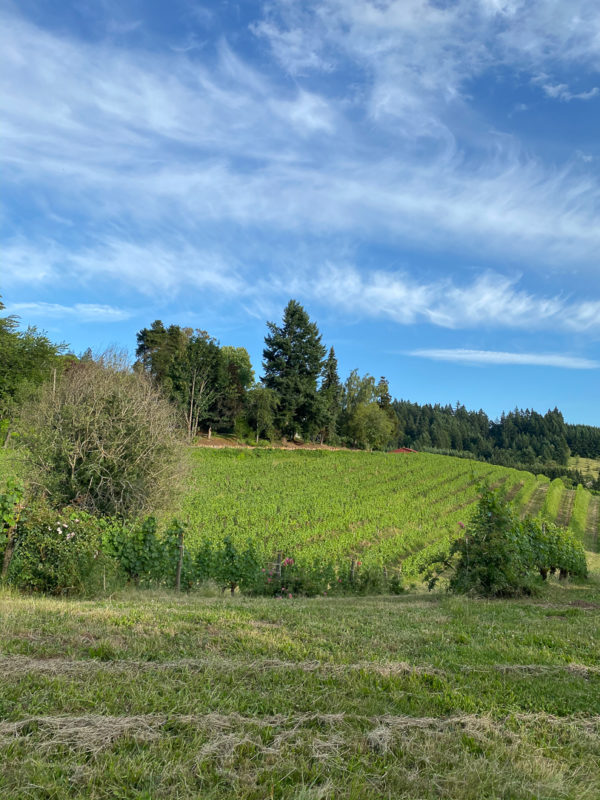 Chehalem Wines Vineyards Tour