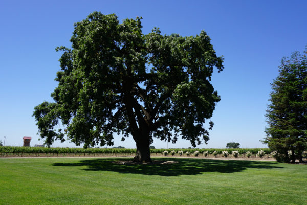 Lodi Wineries That You Must Try