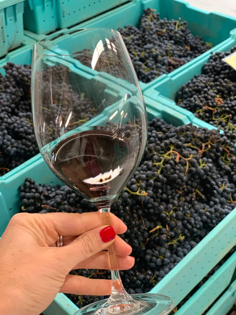 Harvest at The Spectacular Opus One Winery Napa Valley