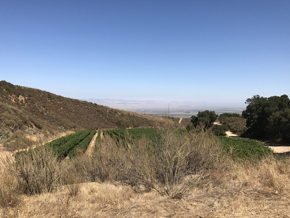 Wine Tasting with Winemaker Gary Pisoni at Pisoni Vineyards