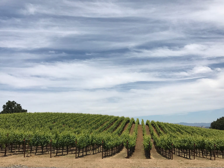 Williams Selyem Winery